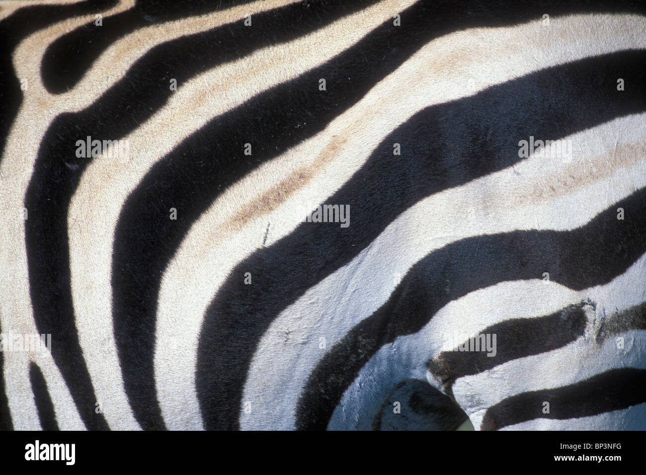 Zebra flank hi-res stock photography and images - Alamy
