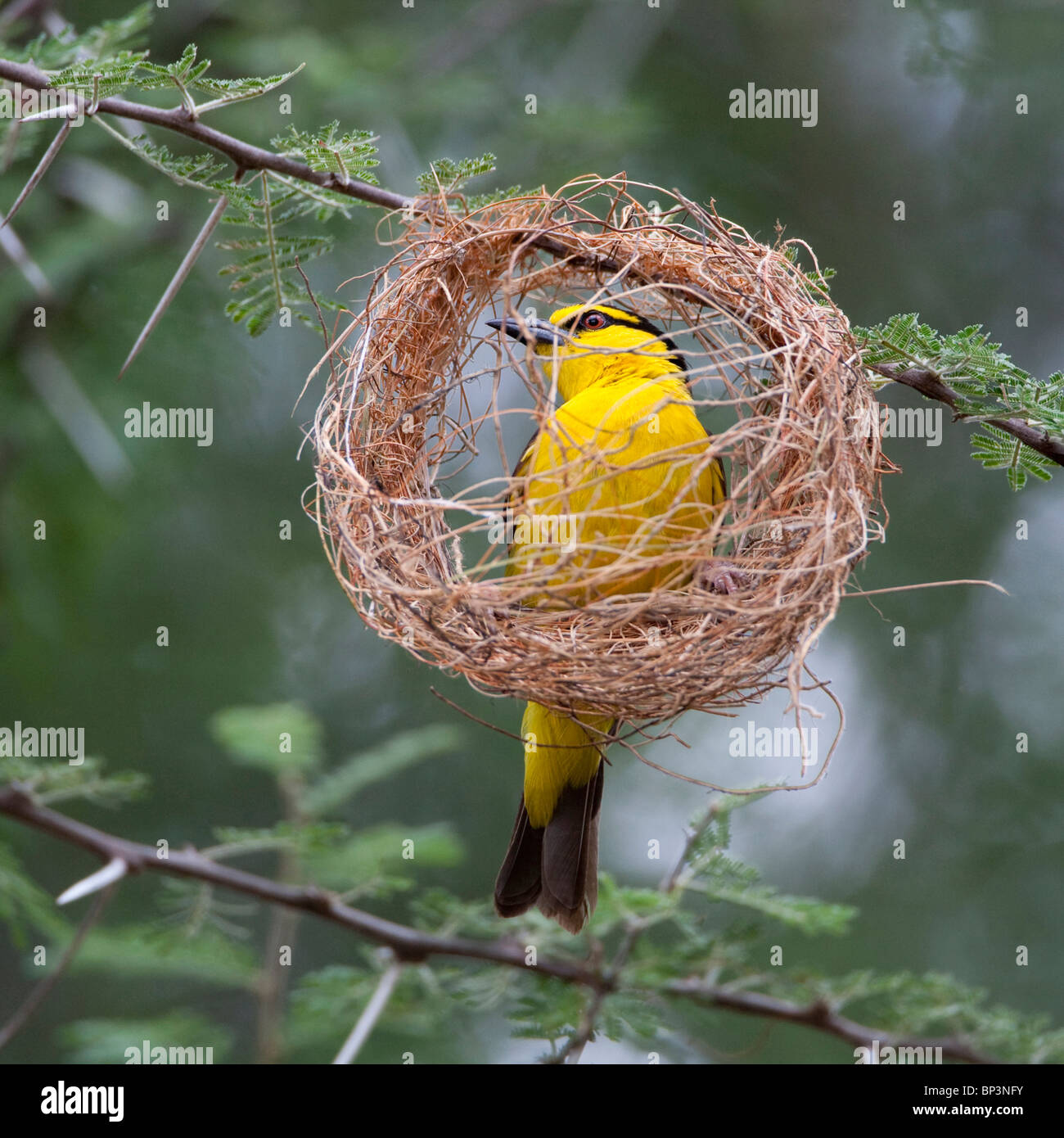 Female weaver bird in nest hi-res stock photography and images - Alamy