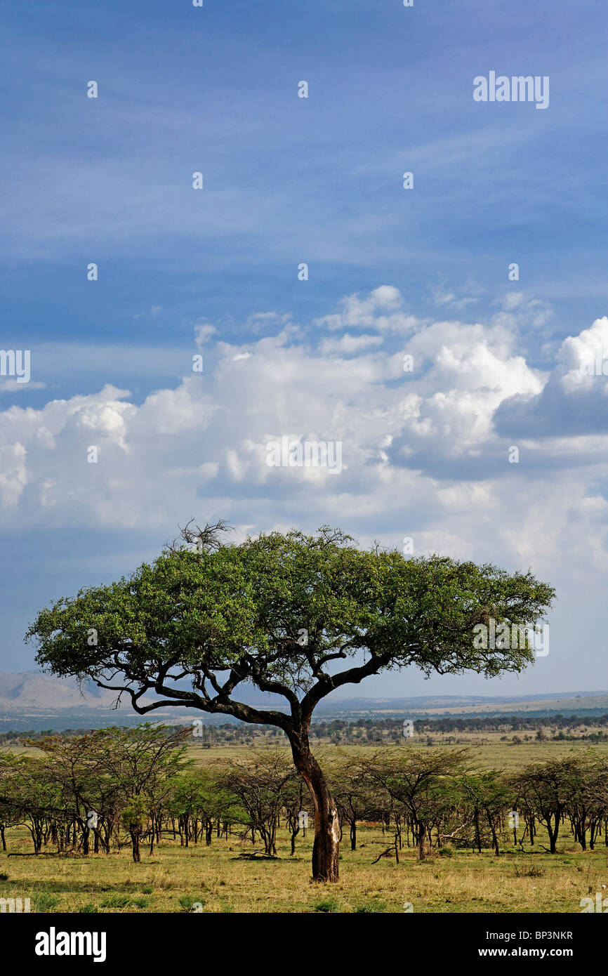 Acacia tree acacia tortilis serengeti hi-res stock photography and ...