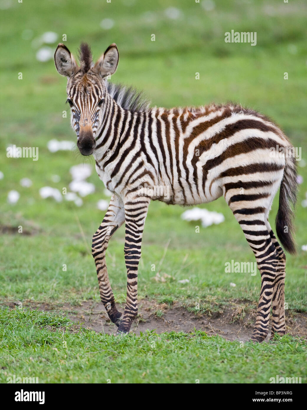 Africa. Tanzania. Zebra colt at Ngorongoro Crater in the Ngorongoro ...