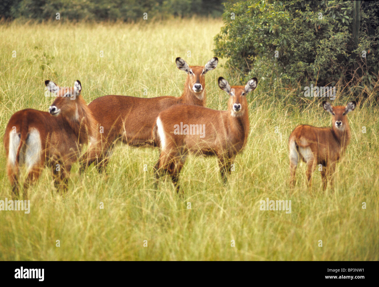 Queen Elizabeth Np High Resolution Stock Photography and Images - Alamy
