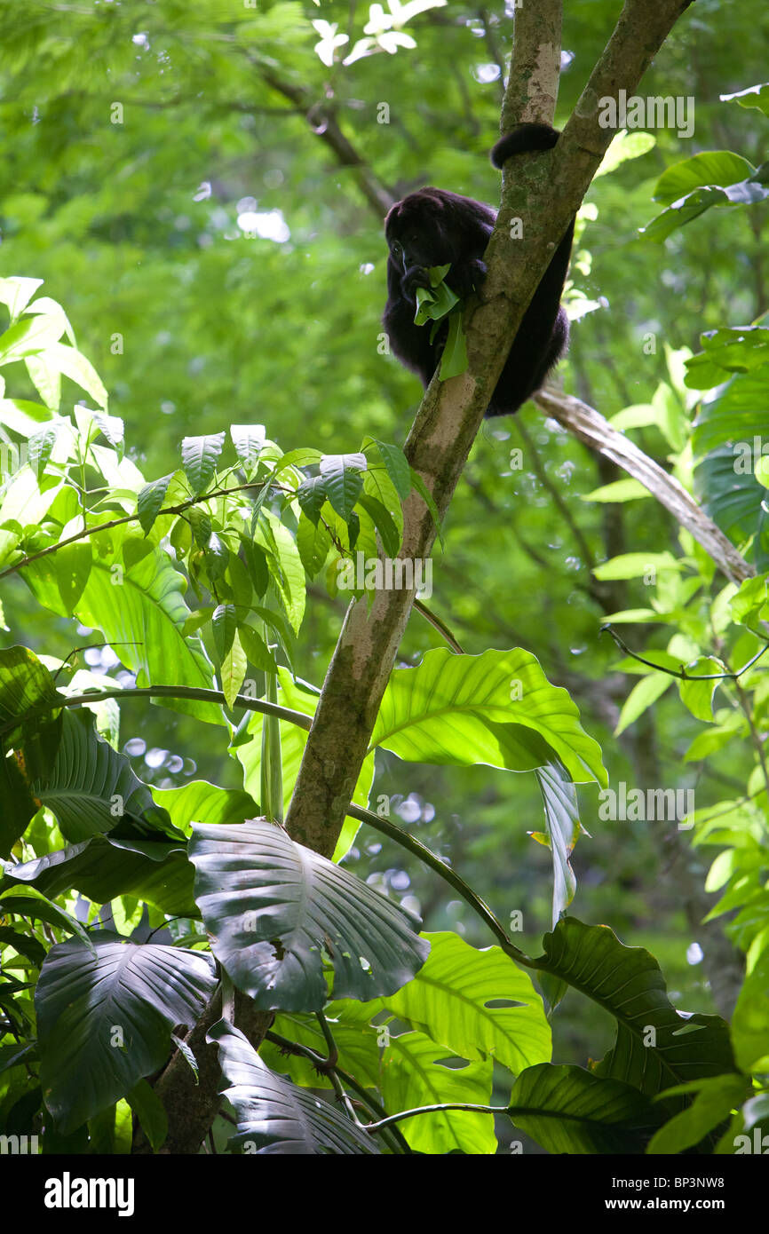 Howler monkey eating tree leaves in Yaxchilan archaeological site ...