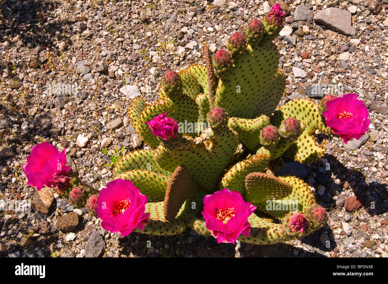 Beavertail cactus (Opuntia basilaris) in bloom, Death Valley National ...