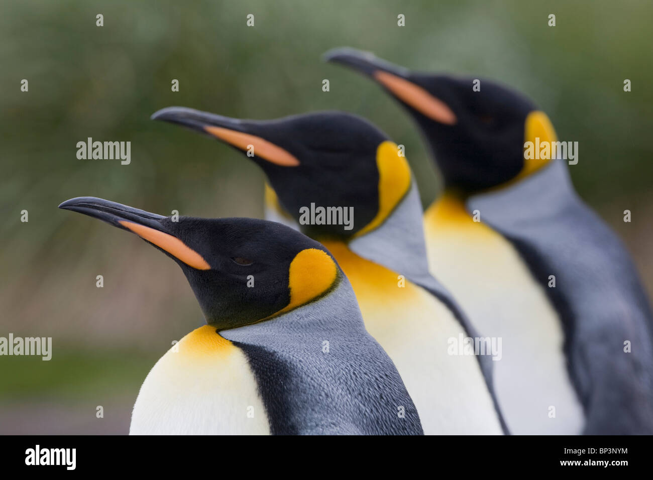 Antarctica, South Georgia Island , King Penguins standing in a row on ...