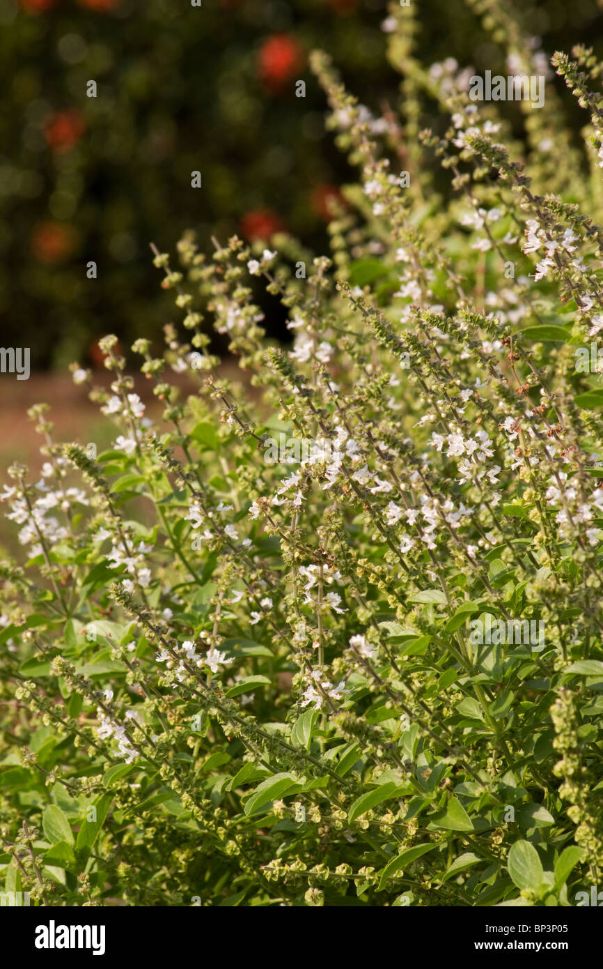 Basil plant in bloom in herbal garden Stock Photo - Alamy