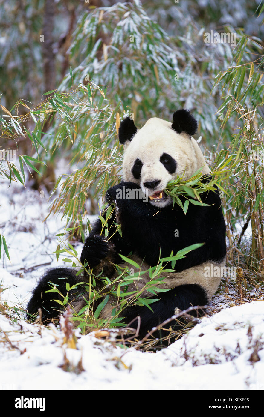 China, Sichuan Province. Giant Panda feeds on bamboo in winter snow at ...