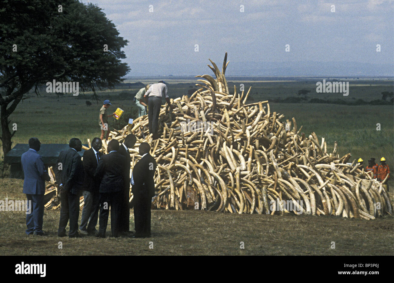 Government and Wildlife officials observe huge pile of elephant ivory ...