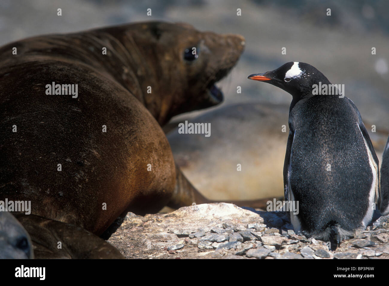 Antarctica, Livingston Island, Hannah Point, Gentoo Penguin (Pygoscelis ... Antarctica, Livingston Island, Hannah Point, Gentoo Penguin (Pygoscelis ...