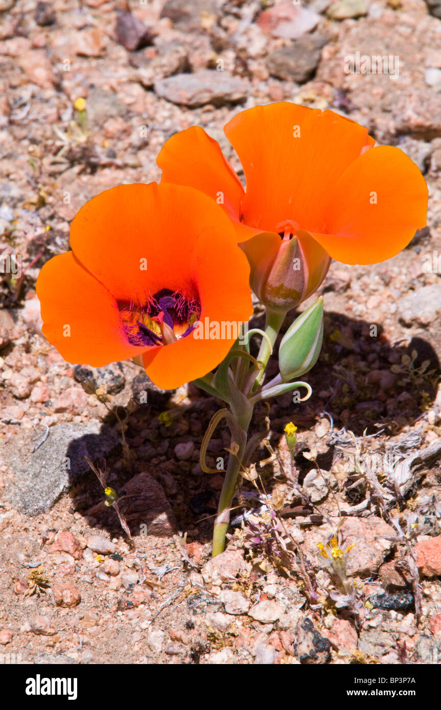 Desert Mariposa Lily (Calochortus kennedyi), Owens Valley, California ...