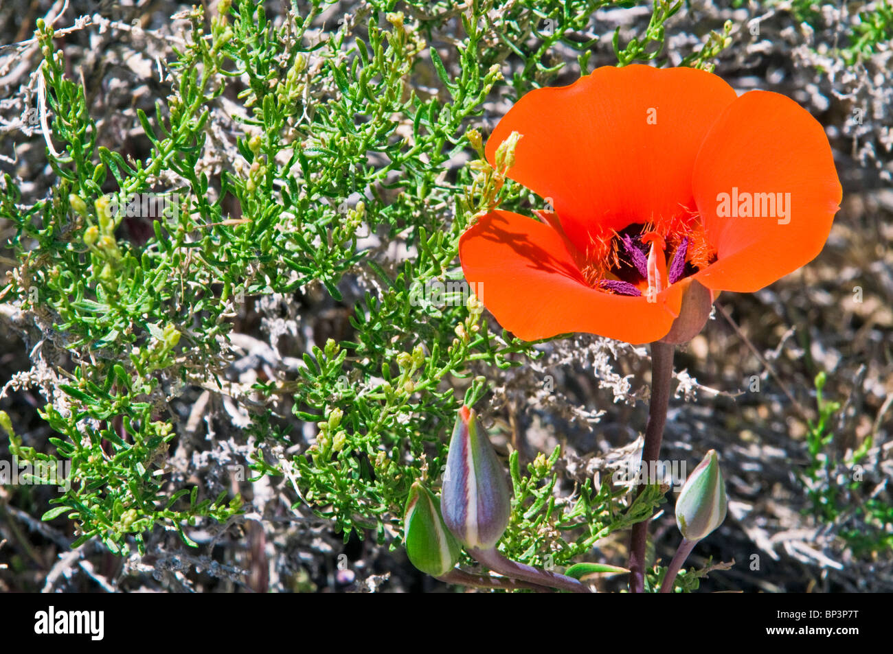 Desert Mariposa Lily (Calochortus kennedyi), Owens Valley, California ...