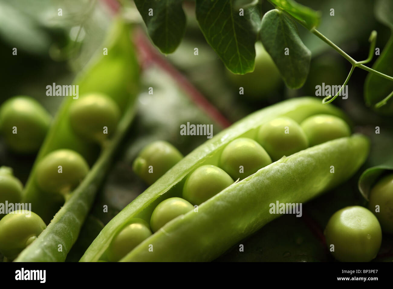Pea macro hi-res stock photography and images - Alamy