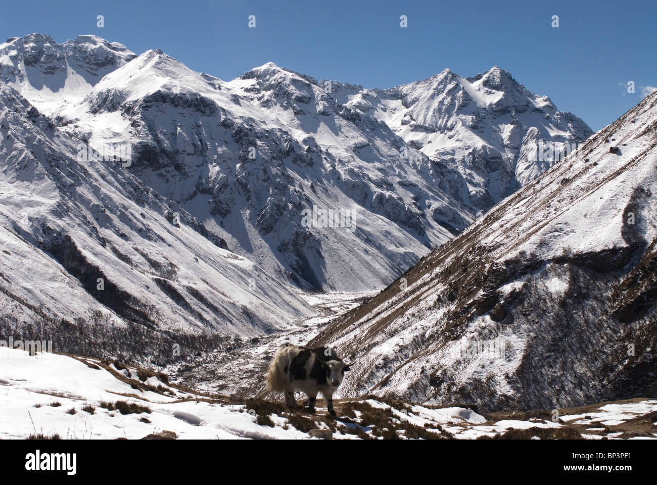 Jangothang jigme dorji national park hi-res stock photography and ...
