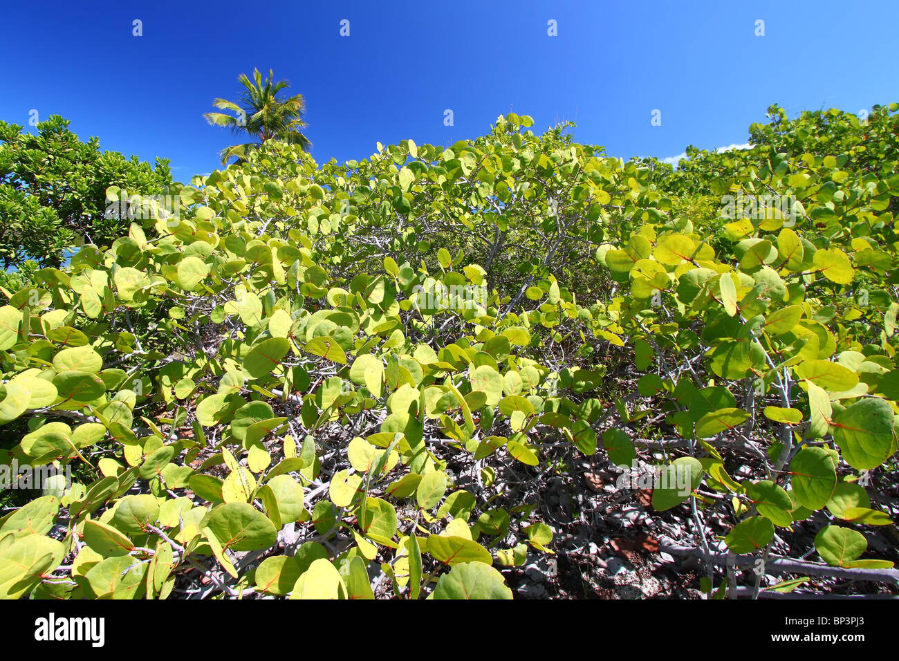 Beef Island - British Virgin Islands Stock Photo - Alamy