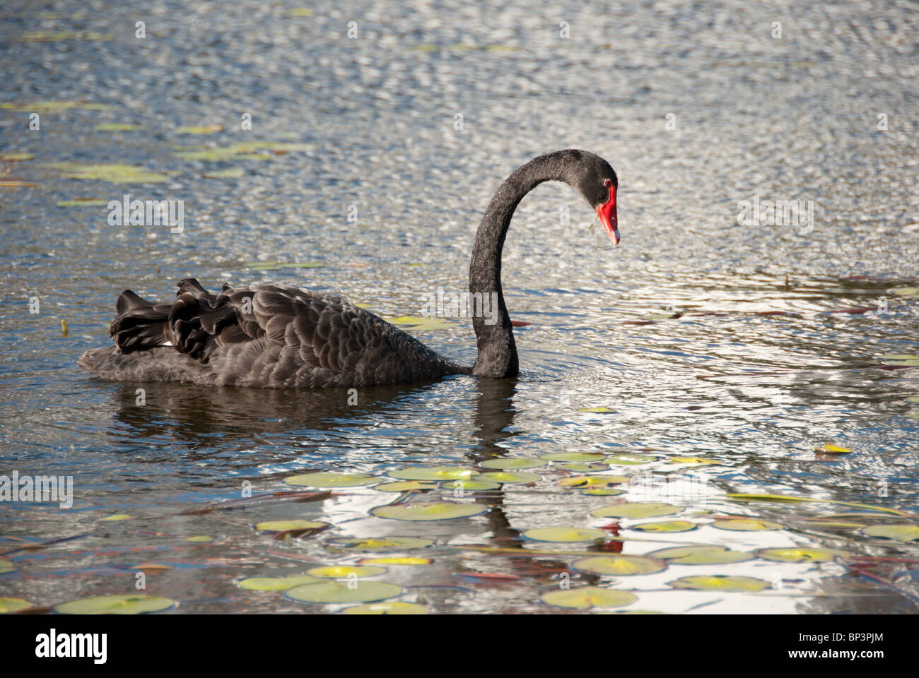Australian heraldry hi-res stock photography and images - Alamy