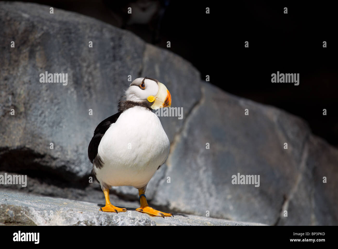 Puffin on rock Stock Photo - Alamy