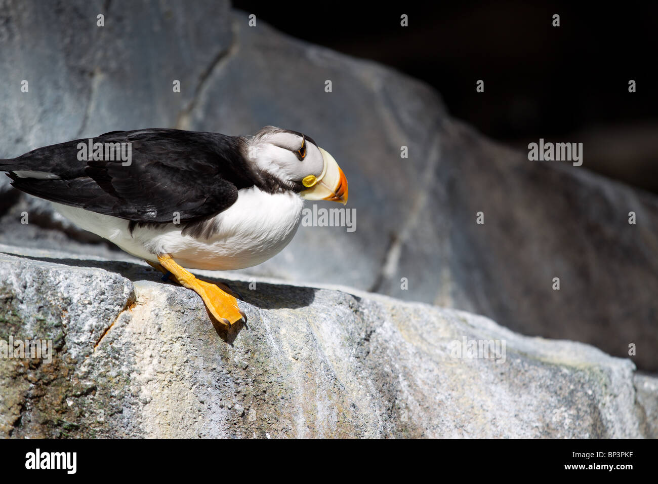 Puffin on rock Stock Photo - Alamy