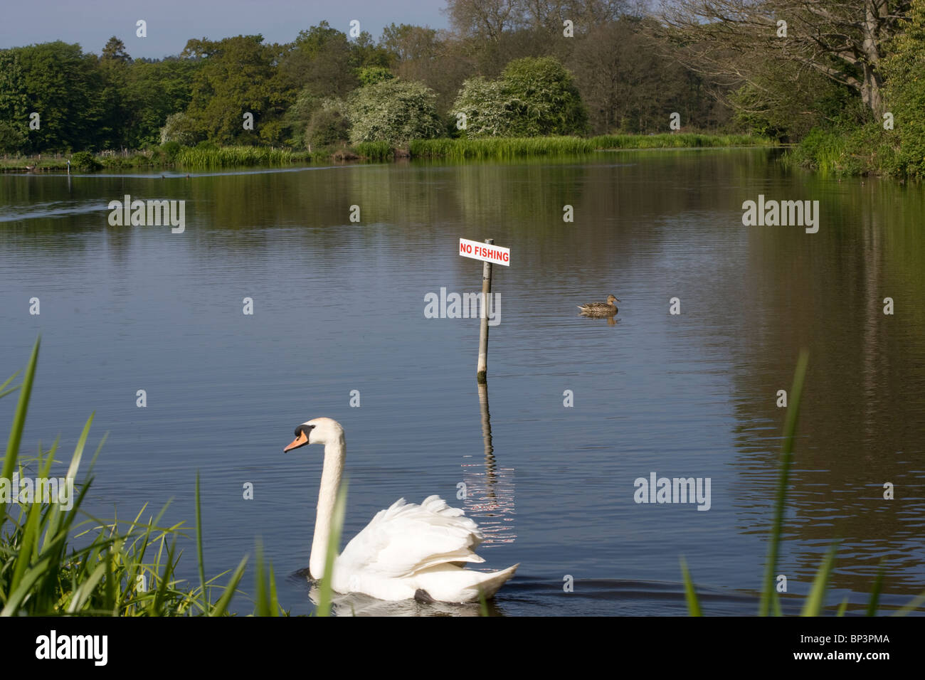 Swans, ducks, No Fishing, River Wey, Farnham, Surrey UK Stock Photo - Alamy