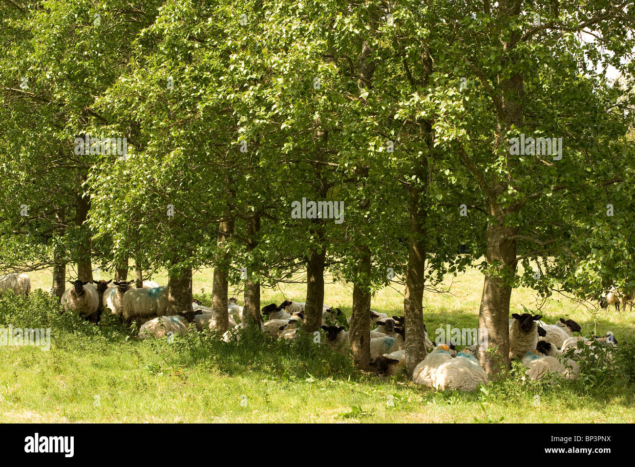flock of sheep, sitting under the shade of trees, on a hot summers day ...