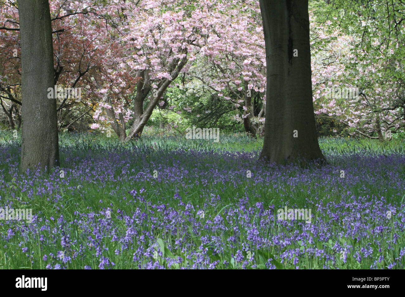 Spring in it's glory Stock Photo - Alamy