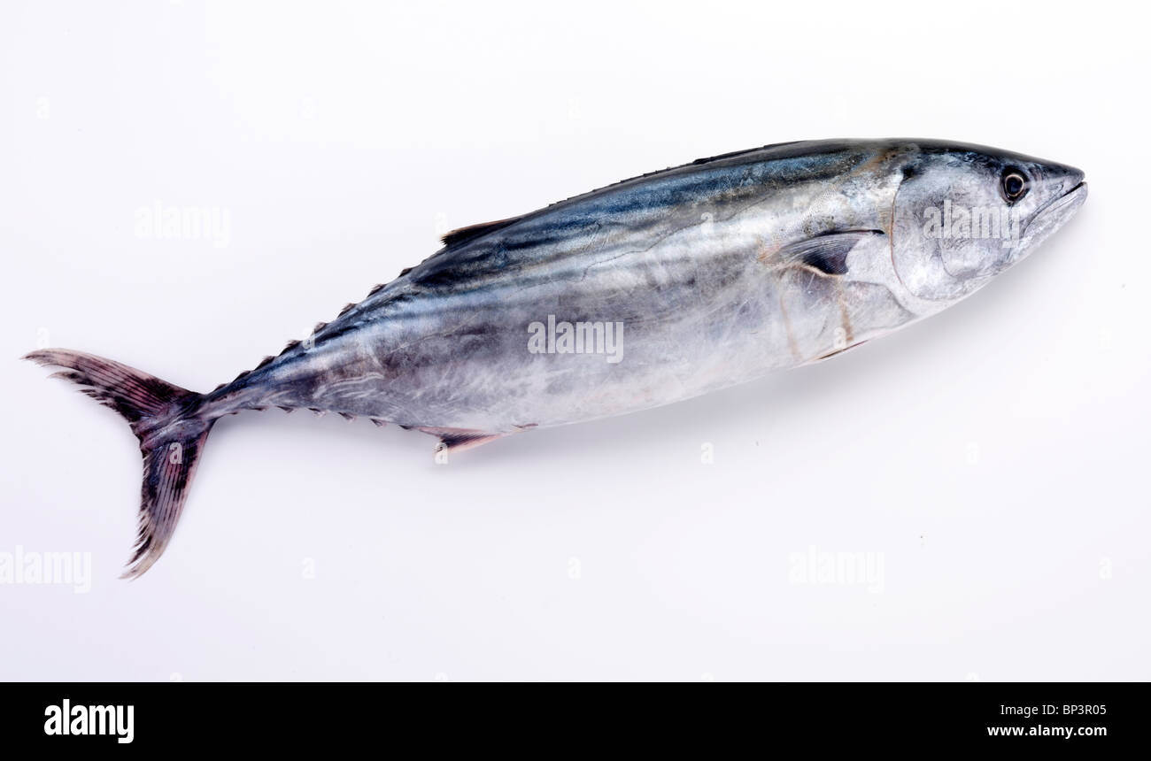 WHOLE FRESH SKIPJACK TUNA ON WHITE Stock Photo - Alamy