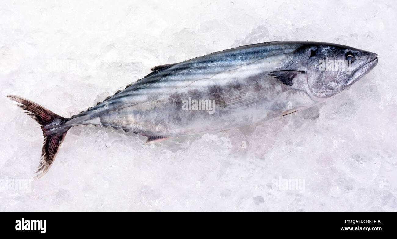 WHOLE SKIPJACK TUNA FISH ON ICE Stock Photo - Alamy