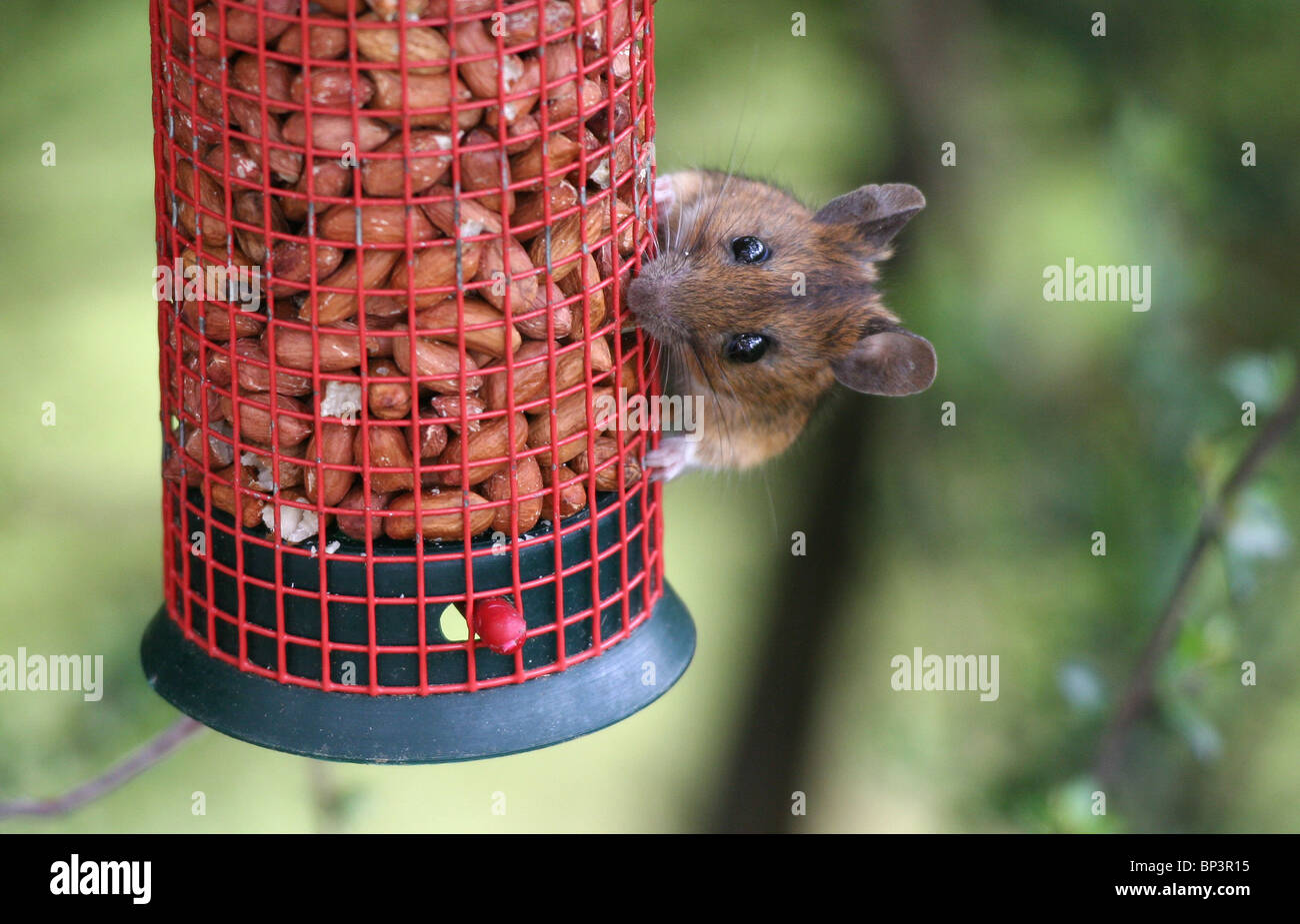 Feeder mouse hi-res stock photography and images - Alamy