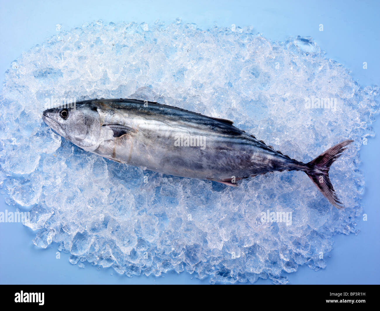 WHOLE SKIPJACK TUNA FISH ON ICE Stock Photo: 30816733 - Alamy