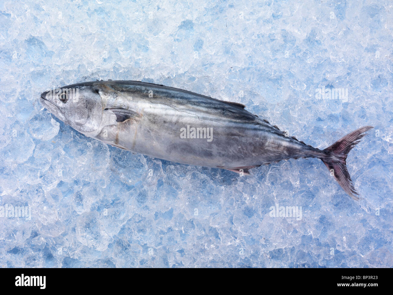 WHOLE SKIPJACK TUNA FISH ON ICE Stock Photo - Alamy