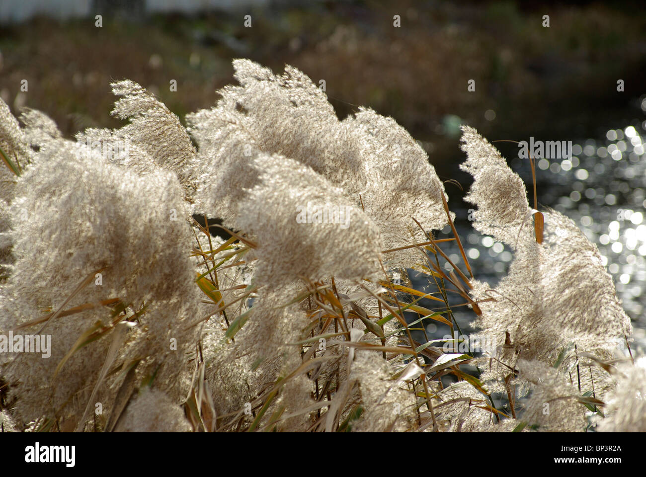 Swamp reed seeds hi-res stock photography and images - Alamy