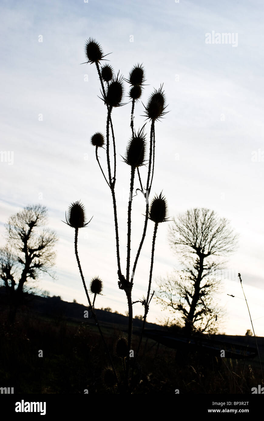 Silhouettes of trees and thorns Stock Photo - Alamy
