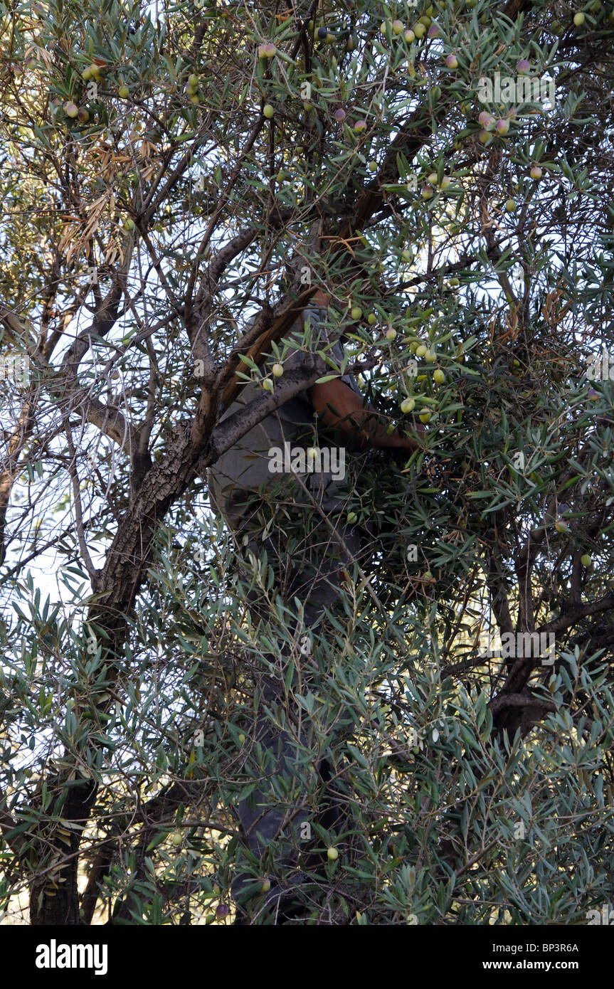 Olive picker hi-res stock photography and images - Alamy