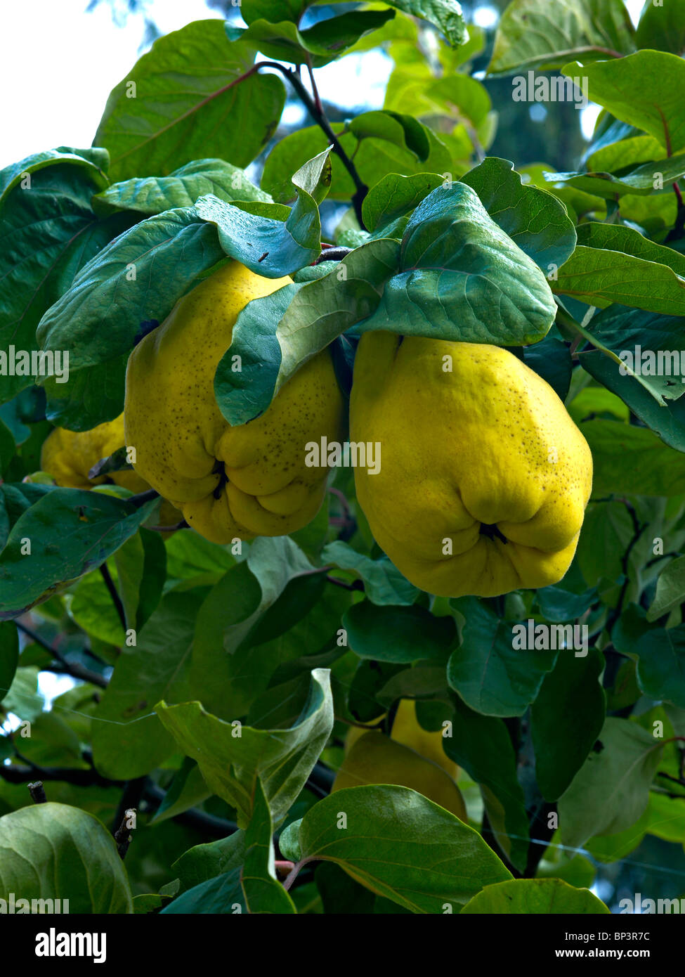 Cydonia oblonga - Common Quince Stock Photo - Alamy
