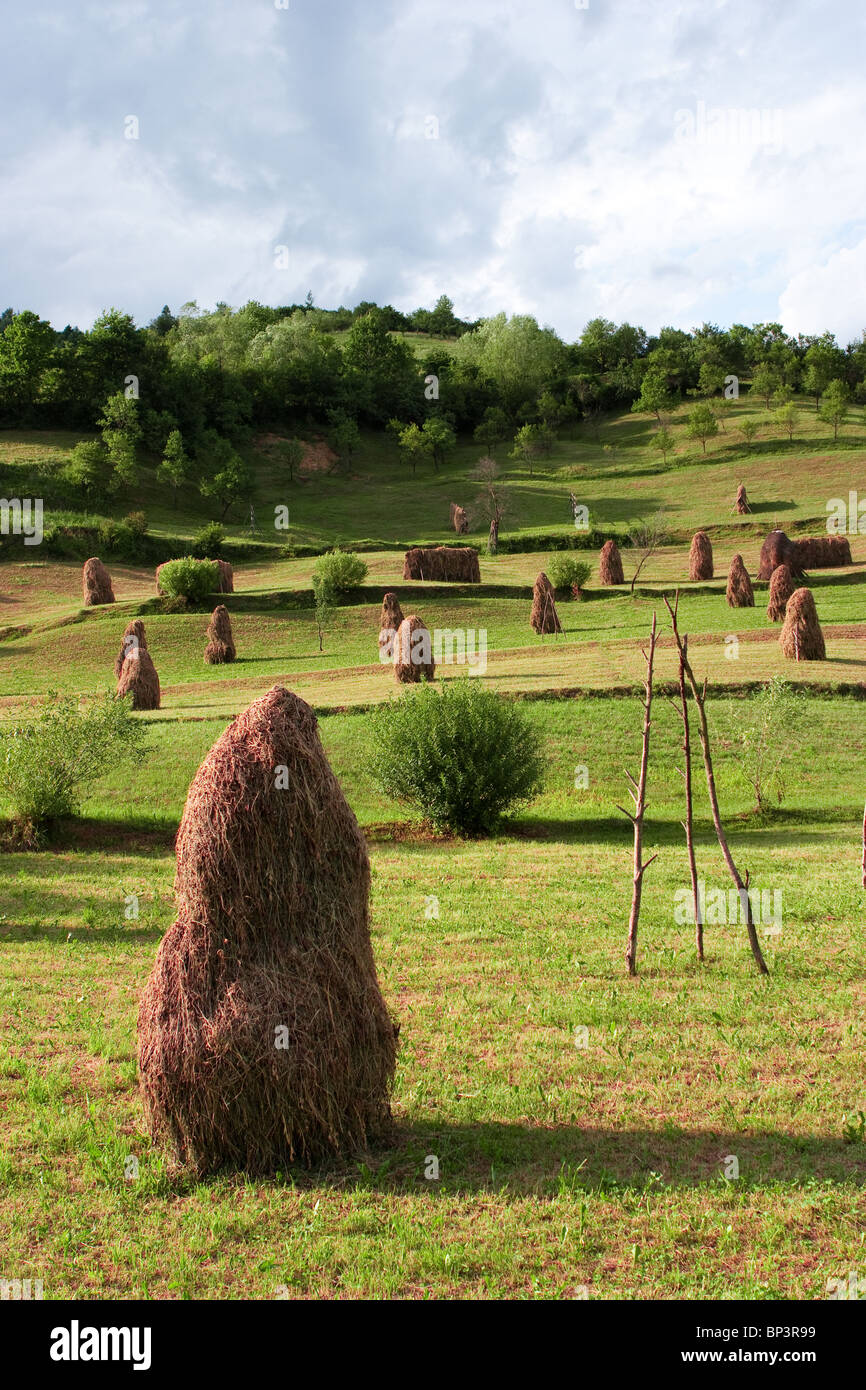 Several haystacks in a beautiful green environment Stock Photo - Alamy