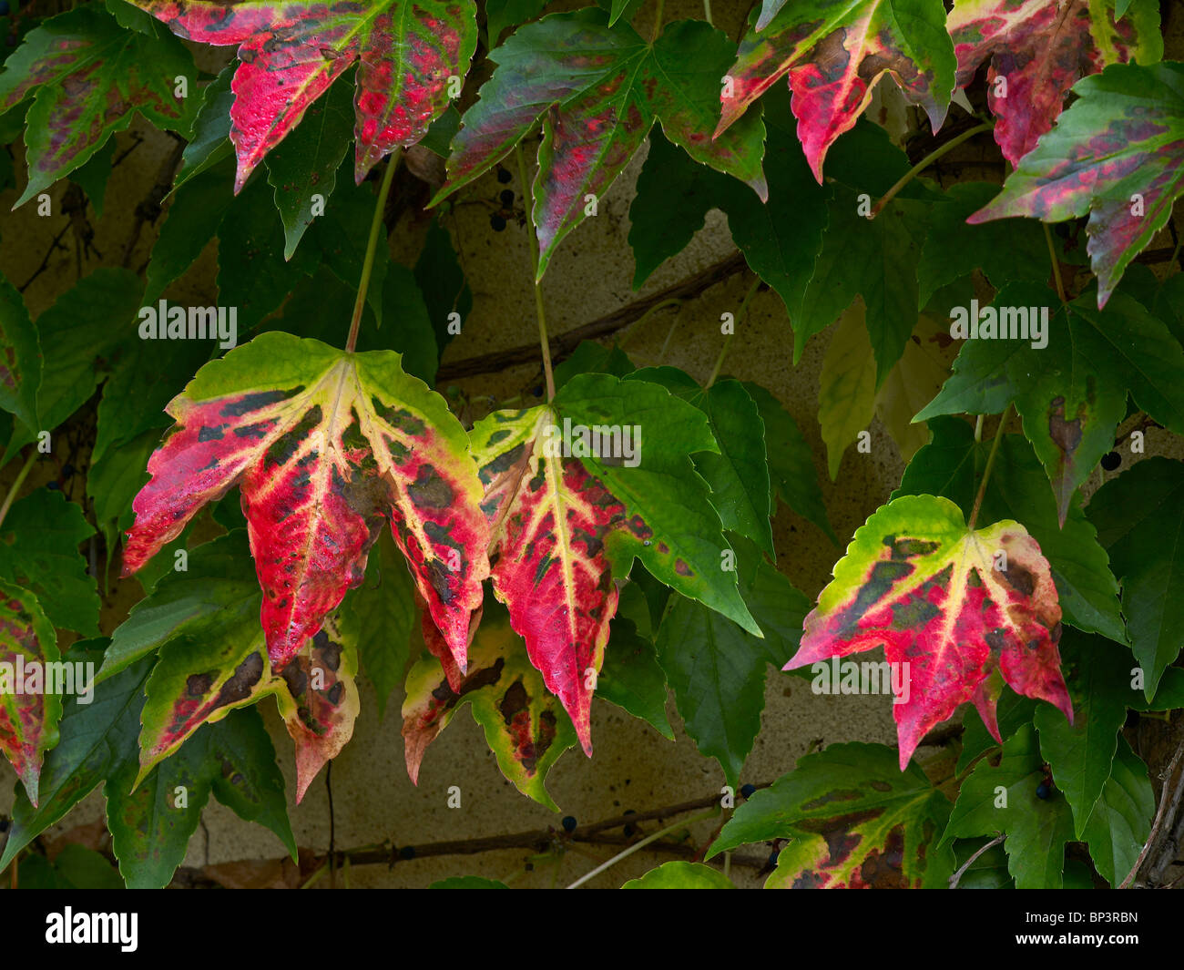 Boston ivy hi-res stock photography and images - Alamy