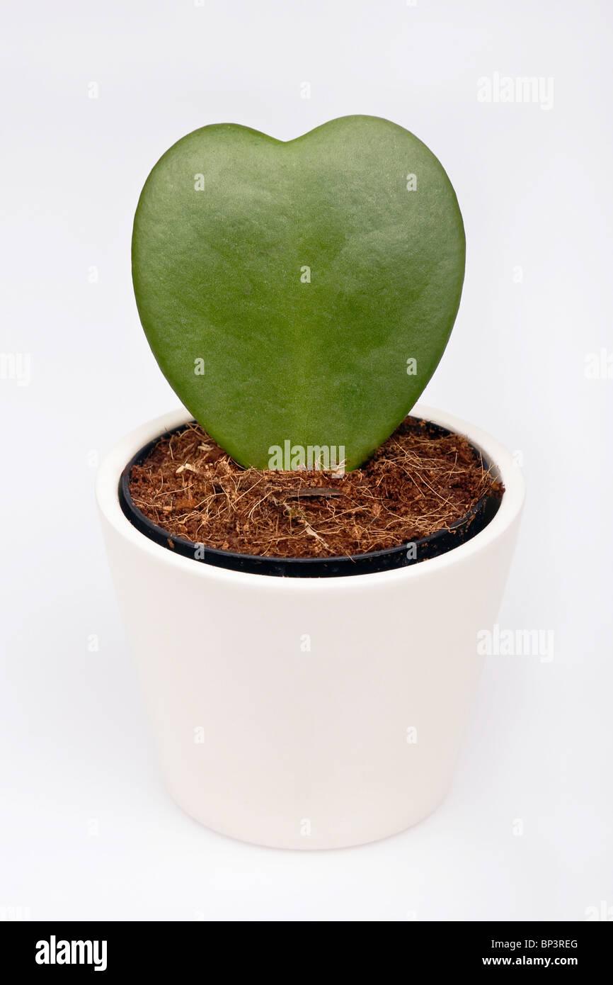 cactus - heart-shaped Stock Photo - Alamy
