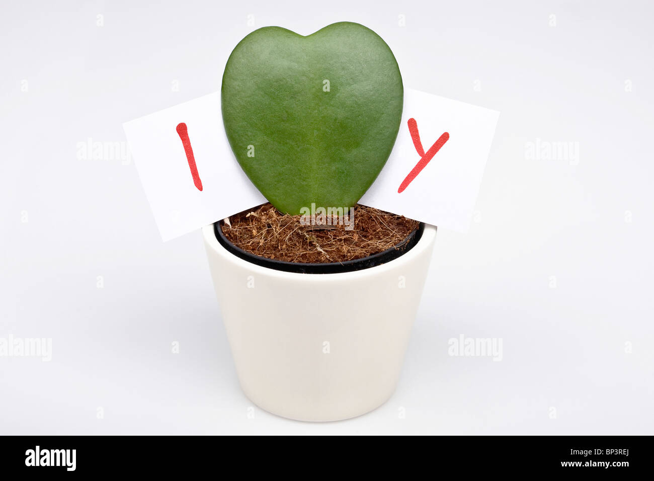 cactus - heart-shaped Stock Photo - Alamy