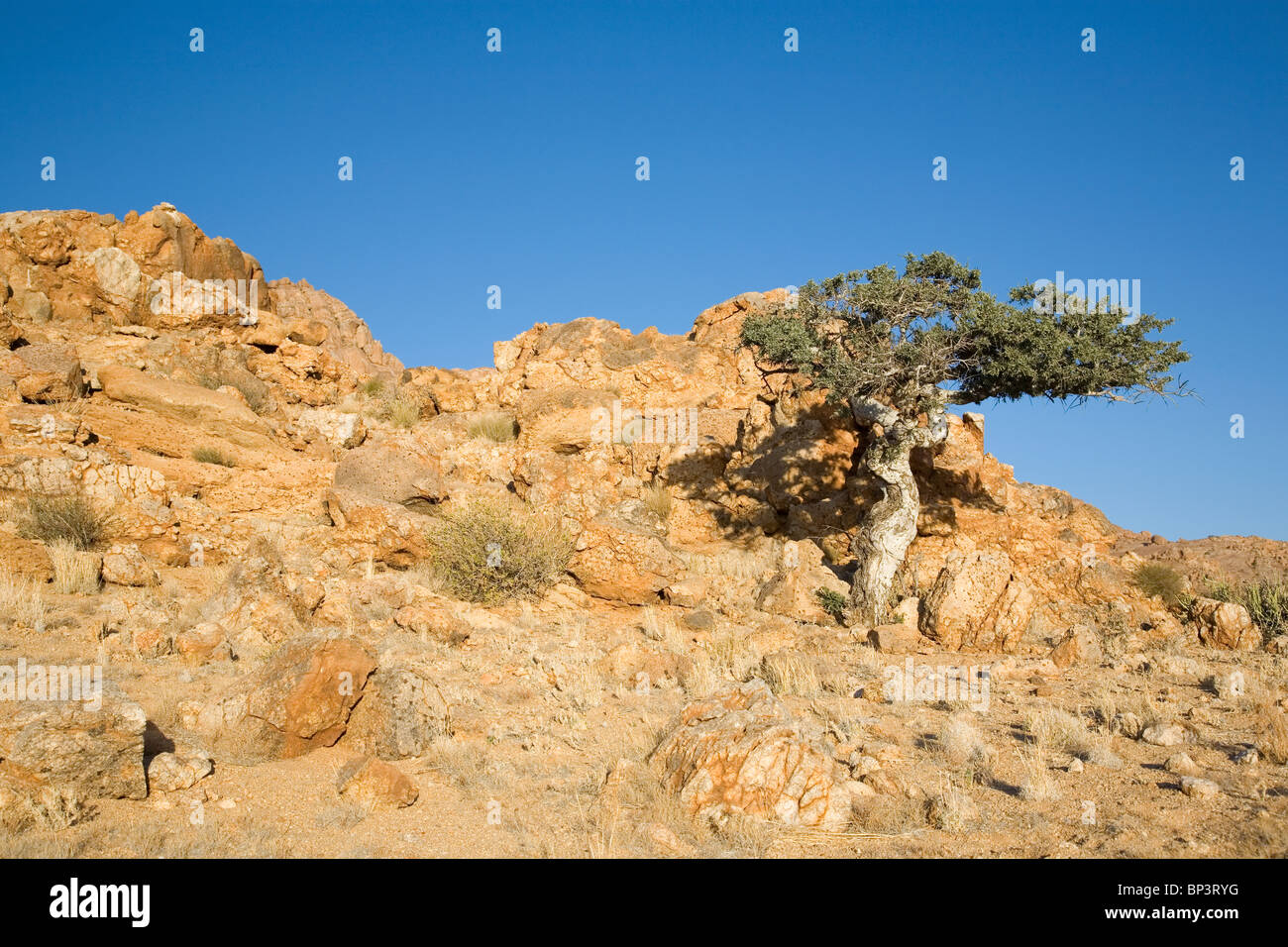 Tree in landscape of Southern Namibia Stock Photo - Alamy