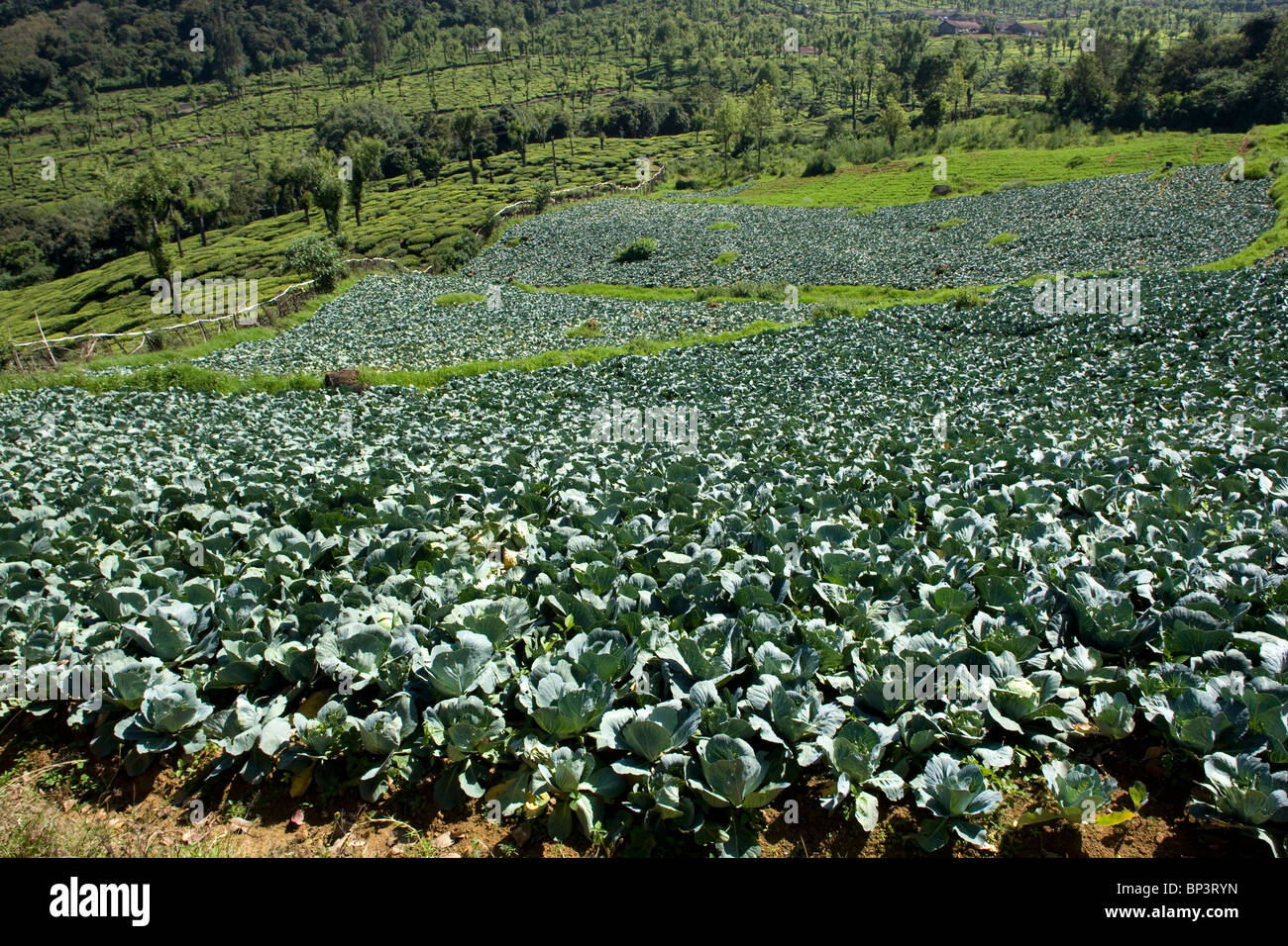 Field of cabbage next to tea plantation on the hills around Ooty, Tamil ...