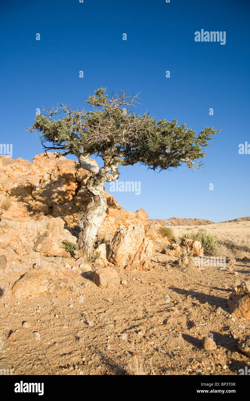 Tree in landscape of Southern Namibia Stock Photo - Alamy