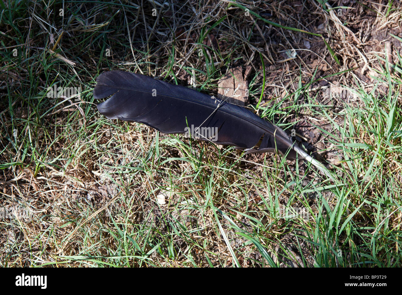 Feather on the ground hi-res stock photography and images - Alamy