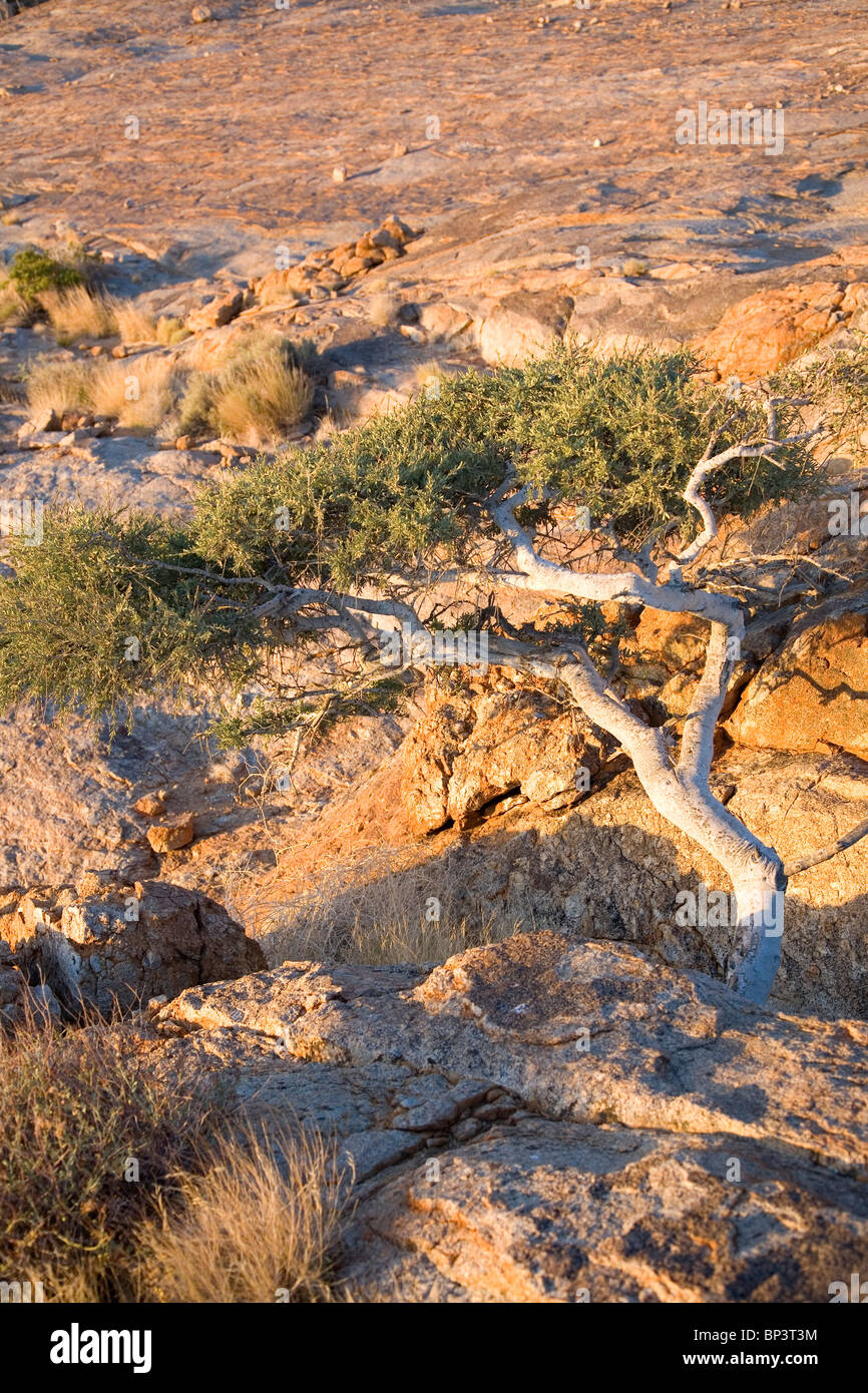 Tree in Southern Namibia Stock Photo - Alamy