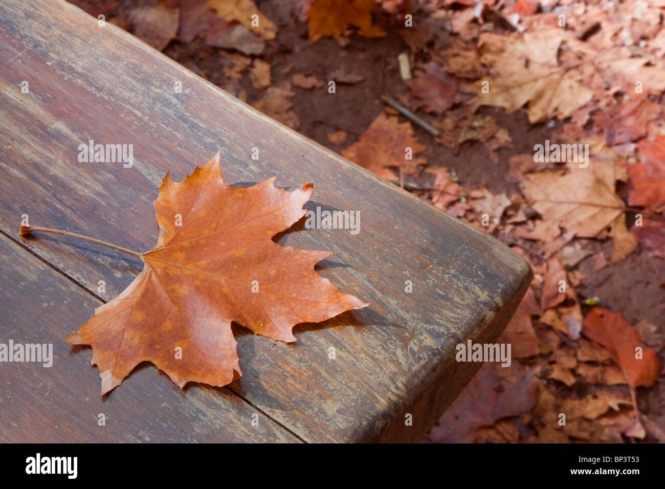 Single fall leaf on a bench in the park Stock Photo - Alamy