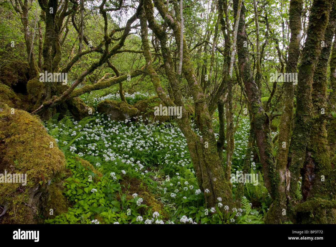 Lovely ancient dwarfed coppice woodland with ferns, at Slieve Carran ...