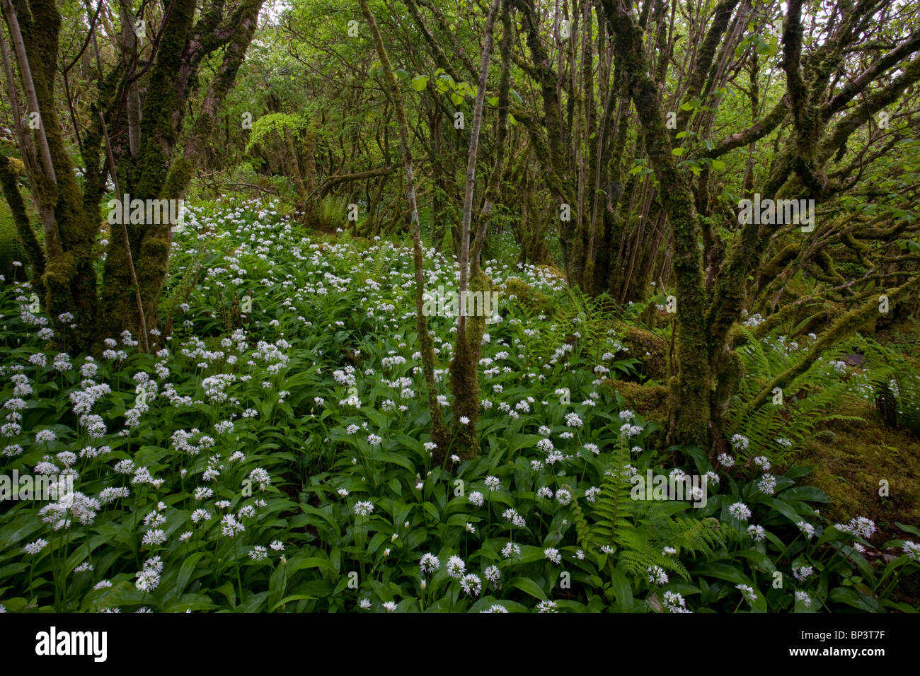 Beautiful Hazel coppice with dense undergrowth of Ramsons or Wild ...
