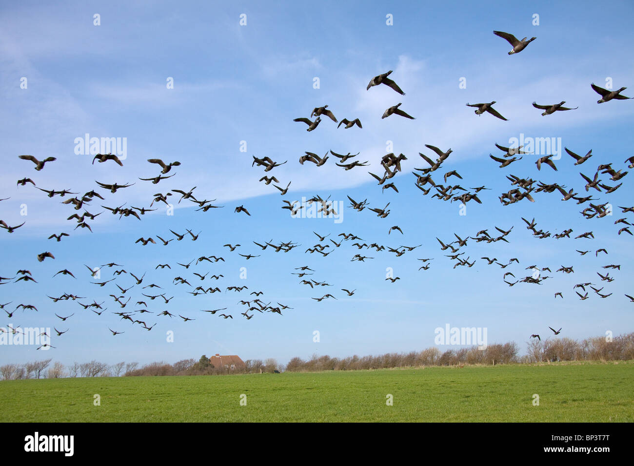 Brent geese - flock flying / Branta bernicla Stock Photo - Alamy