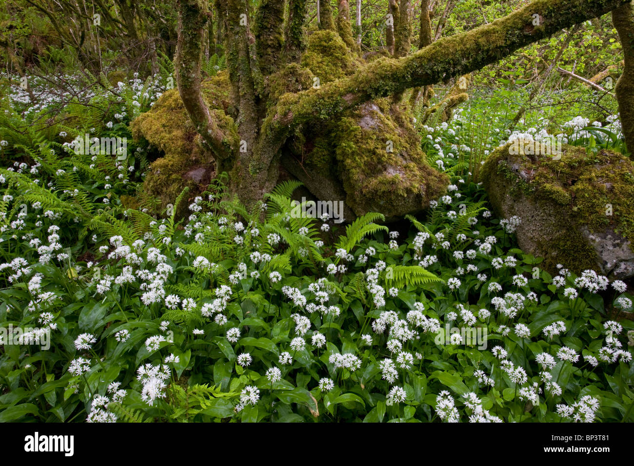 Beautiful Hazel coppice with dense undergrowth of Ramsons or Wild ...