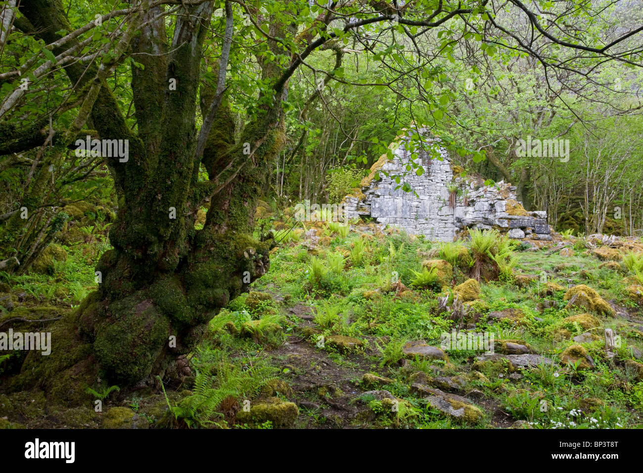 Goat Willow Tree