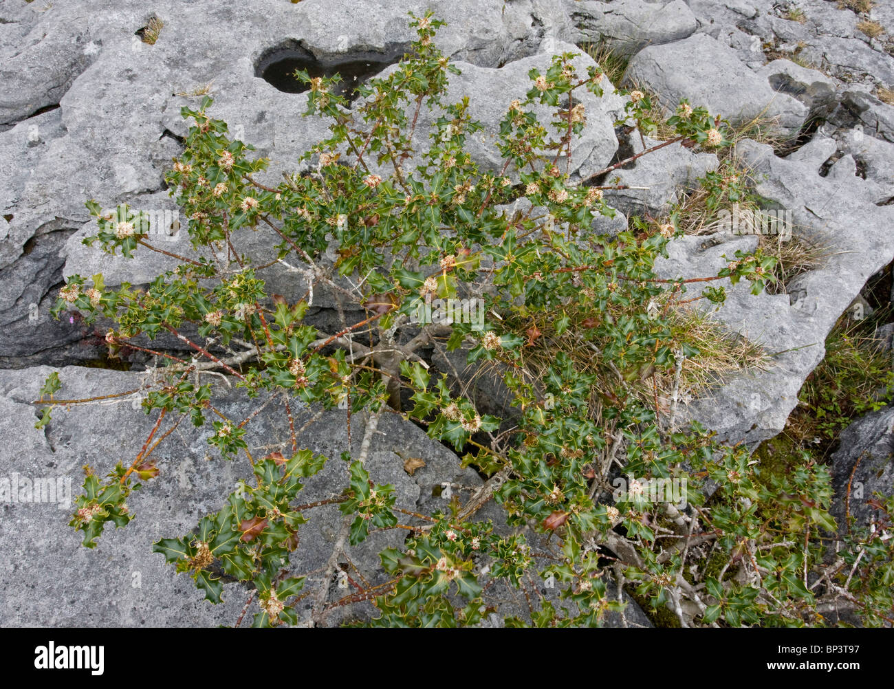 Ancient dwarf gnarled holly tree, in flower, growing on limestone ...
