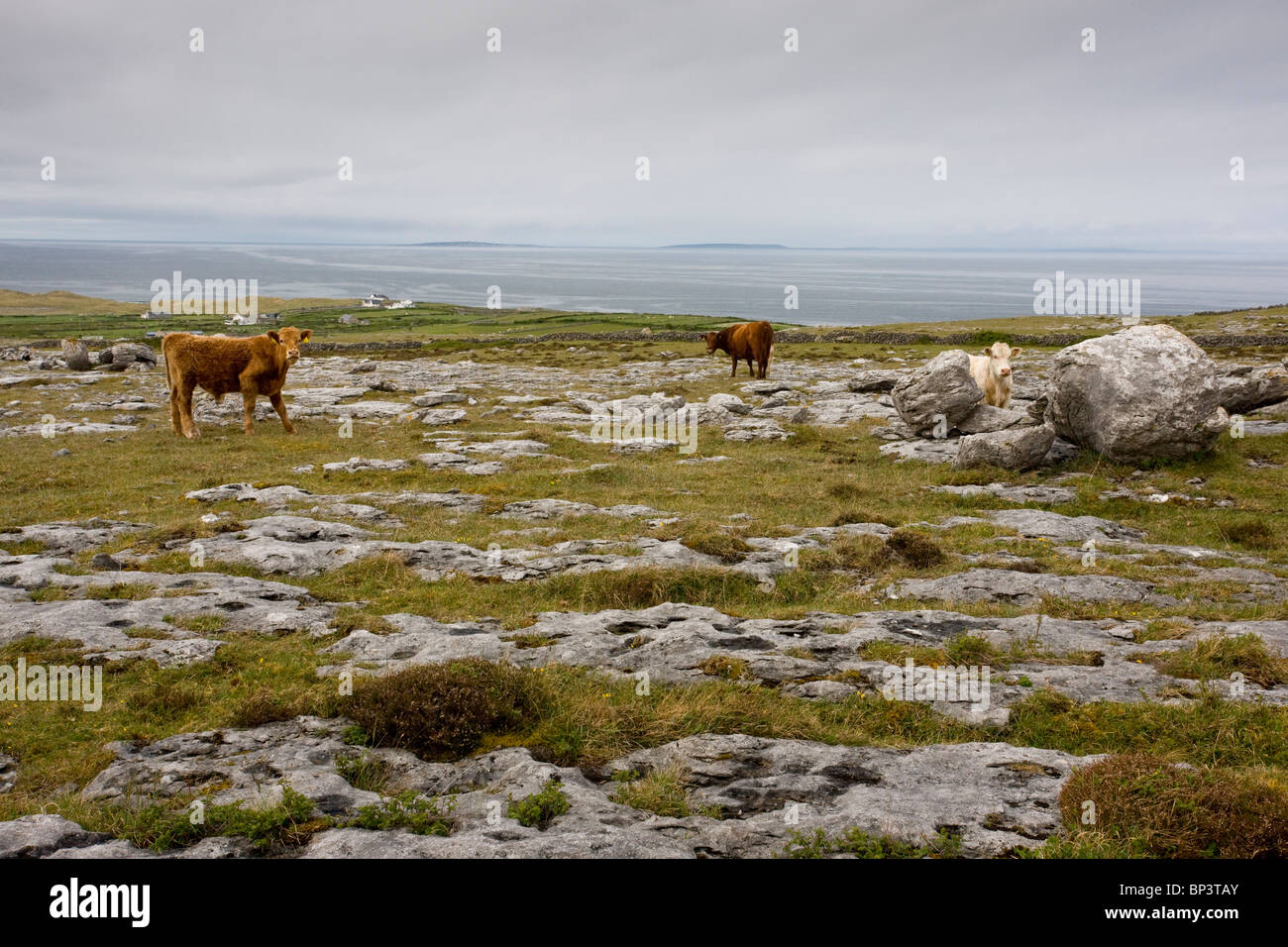 Cattle grazing high limestone pavement and pasture at Black Head, the ...