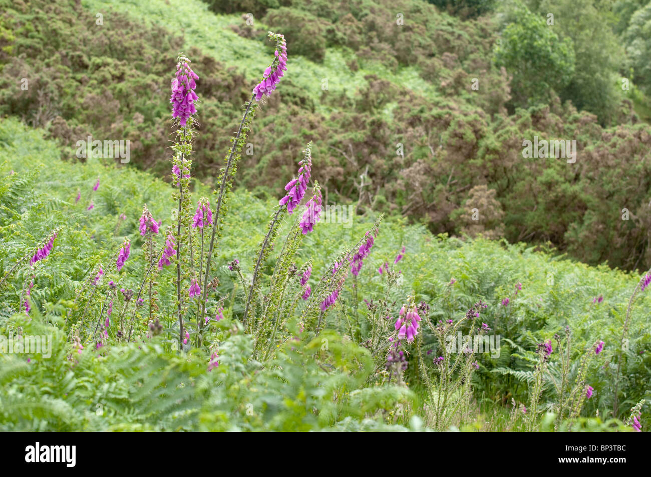 Foxgloves in landscape Stock Photo - Alamy